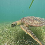 sport fishing and snorkeling in the reef in costa maya - Final Thoughts