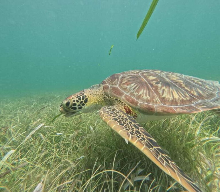 sport fishing and snorkeling in the reef in costa maya - Final Thoughts