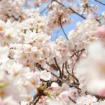 (Spring Only) 1-Day Snow Monkeys & Cherry Blossoms in Nagano Tour - FAQ