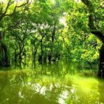 Sreemangal Tour! Sylhet, Bangladesh - Day-by-Day Breakdown of the Tour