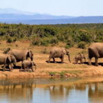 Sri Lanka 11-Day Private Tour: Guide, Car, Hotels, Meals - Who Will Find This Tour Most Valuable?