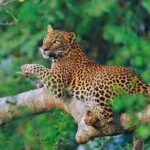 Sri Lanka 7 days Round Tour, Beaches & Safari Island Full Tour - Is It Worth the Price?