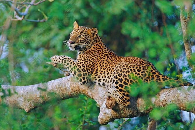 Sri Lanka 7 days Round Tour, Beaches & Safari Island Full Tour - Is It Worth the Price?