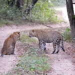 Sri Lanka 8-Day Private Tour-:25 Amazing Places+Activities - The Itinerary Break-Down: What Travelers Can Expect