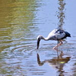 Sri Lanka Bentota: Private Mangrove Lagoon and River Cruise - The Reality of the Experience