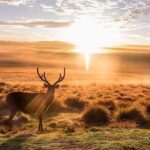 Sri Lanka budget tour package 8 days with driver,vehicle and H/B accommodations. - Authentic Experiences and Guides: What Travelers Are Saying