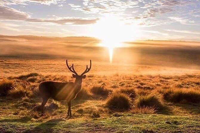 Sri Lanka budget tour package 8 days with driver,vehicle and H/B accommodations. - Authentic Experiences and Guides: What Travelers Are Saying