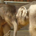 Sri Lanka cultural triangle, hill country and aborigines - Detailed Review