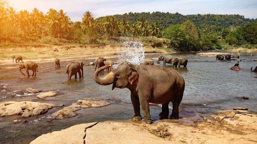 Sri Lanka : Day Tour to Pinnawala Elephant Orphanage & Zoo - In-Depth Look at the Itinerary and Experience