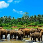 Sri Lanka Experience for 12 days-Private Basis - How the Tour Balances Depth and Convenience