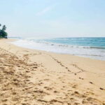 Sri Lanka: History ,Wildlife, Beaches, 7 Days Private Tour - Detailed Day-by-Day Breakdown