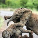 Sri Lanka Leopard Trail ( 15 N/ 16 D) - Final Thoughts