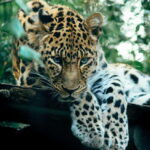 Sri Lanka rare 4-day tour - Frequently Asked Questions