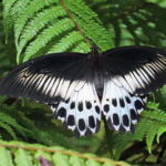 Sri Lanka : Sinharaja Rainforest Guided Trek with Pickup - Deep Dive into the Itinerary