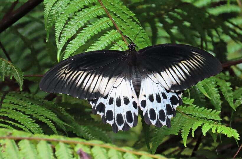 Sri Lanka : Sinharaja Rainforest Guided Trek with Pickup - Deep Dive into the Itinerary