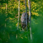 Sri Lanka: Sinharaja rainforest tour from Colombo, Bentota - Detailed Breakdown of the Itinerary