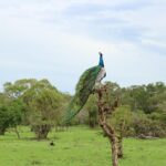 Sri lanka Wildlife Tour - The Experience: What You Can Expect