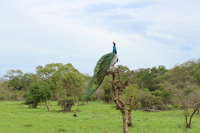 Sri lanka Wildlife Tour - The Experience: What You Can Expect