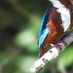 Sri Lanka: Wilpattu National Park Safari Tour in a 4WD Jeep - The Practical Side: Cost, Duration, and Group Size