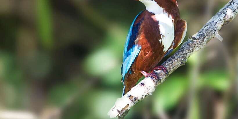 Sri Lanka: Wilpattu National Park Safari Tour in a 4WD Jeep - The Practical Side: Cost, Duration, and Group Size