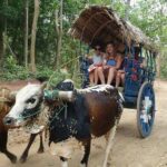 Sri Lankan Village Tour With Cooking Class - Practical FAQs