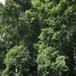 Srimangal nature tour in forest and tea garden - The Experience from Reviews