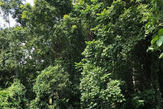 Srimangal nature tour in forest and tea garden - The Experience from Reviews