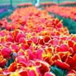 SRINAGAR THE TREASURE OF GARDENS - What the Tour Includes and What You Need to Know