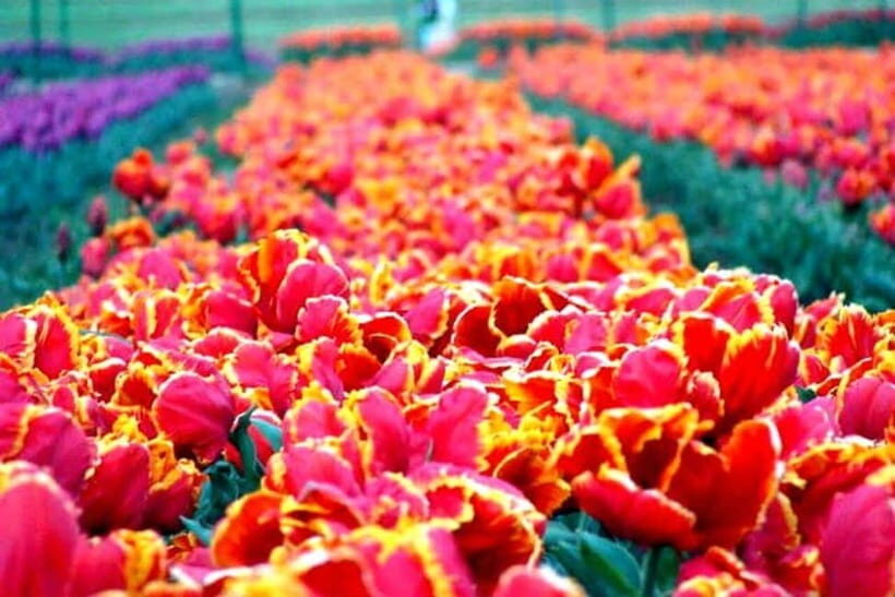 SRINAGAR THE TREASURE OF GARDENS - What the Tour Includes and What You Need to Know