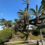 Step-Free Easy going tour from Shimizu Port / Van Taxi - The Itinerary: Step-by-Step