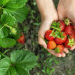 Strawberry & Nami Island & Railbike Trip (+ Opt. Korean Garden) - Things to Consider