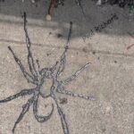 Street Art: Power Politics & Place - What’s Included and What’s Not