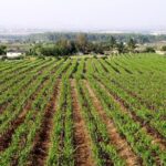 Sula Vineyards Day tour from Mumbai - Authentic Experiences and Reviews