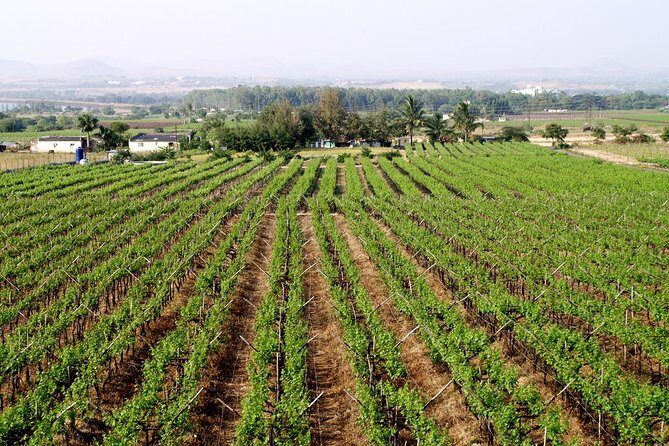 Sula Vineyards Day tour from Mumbai - Authentic Experiences and Reviews