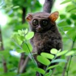 Sulawesi Tangkoko National Park Private Tour - Why Choose This Tour?