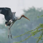 Sultanpur Bird Sanctuary Tour Near Delhi - What Makes This Tour Special?