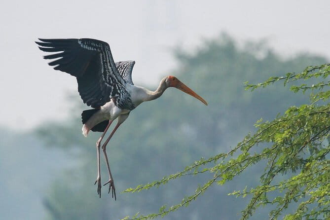 Sultanpur Bird Sanctuary Tour Near Delhi - What Makes This Tour Special?