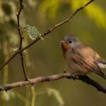 Sultanpur Birding Escapade - FAQs