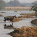 Sultanpur The wonder of Birding from Delhi - What Makes Sultanpur Special