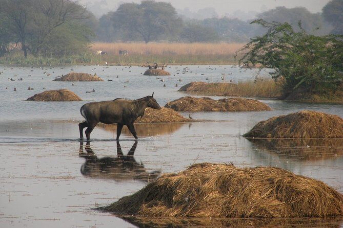 Sultanpur The wonder of Birding from Delhi - What Makes Sultanpur Special