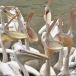 Sunflower Garden and Wild Bird Wetland Park Private Tour - A Detailed Look at the Itinerary