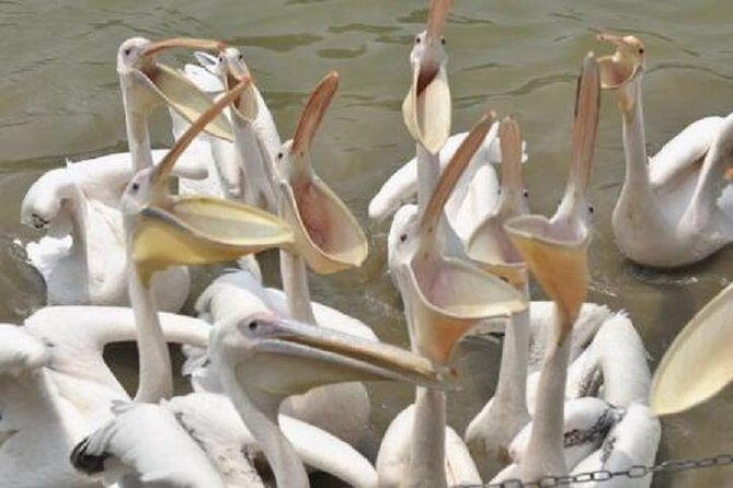 Sunflower Garden and Wild Bird Wetland Park Private Tour - A Detailed Look at the Itinerary