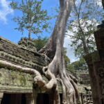 Sunrise Shared Tour in Angkor from Siem Reap - Analyzing the Value