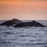 Sunset Whale Watching Cruise in Cabo San Lucas - The Journey: What to Expect Step-by-Step