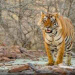 Super Luxury Great golden triangle with Ranthambhore & Rajasthan tour with Hotel - Detailed Review