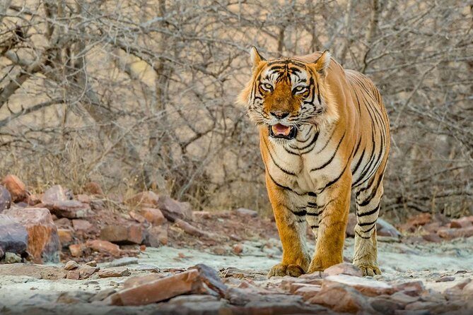 Super Luxury Great golden triangle with Ranthambhore & Rajasthan tour with Hotel - Detailed Review
