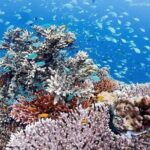 Surin Islands Overnight Beach Camping and Snorkeling Adventure - What’s Included and What’s Not