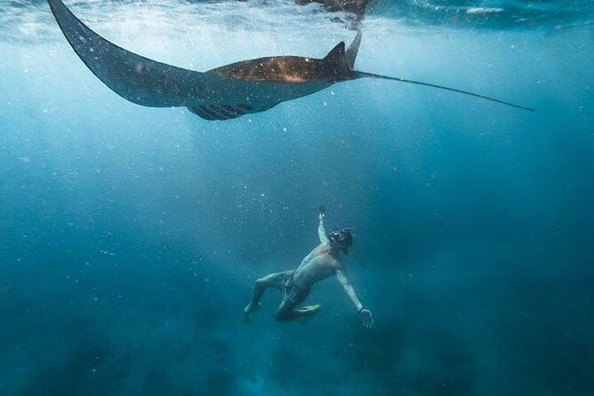 Swim with Manta Rays in Nusa Penida - ALL inclusive - Final Thoughts