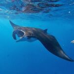 Swim With Manta Rays Snorkeling and Village Tour Lembongan - Why Travelers Love This Tour