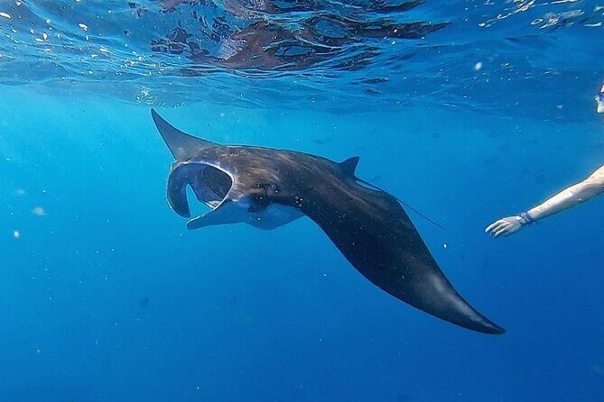 Swim With Manta Rays Snorkeling and Village Tour Lembongan - Why Travelers Love This Tour